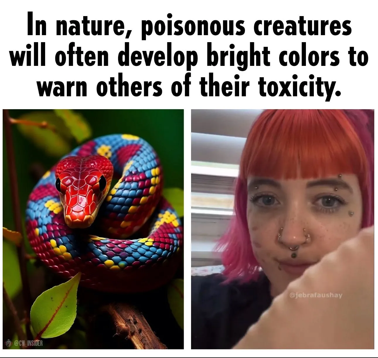 The Cult of Self-Destruction